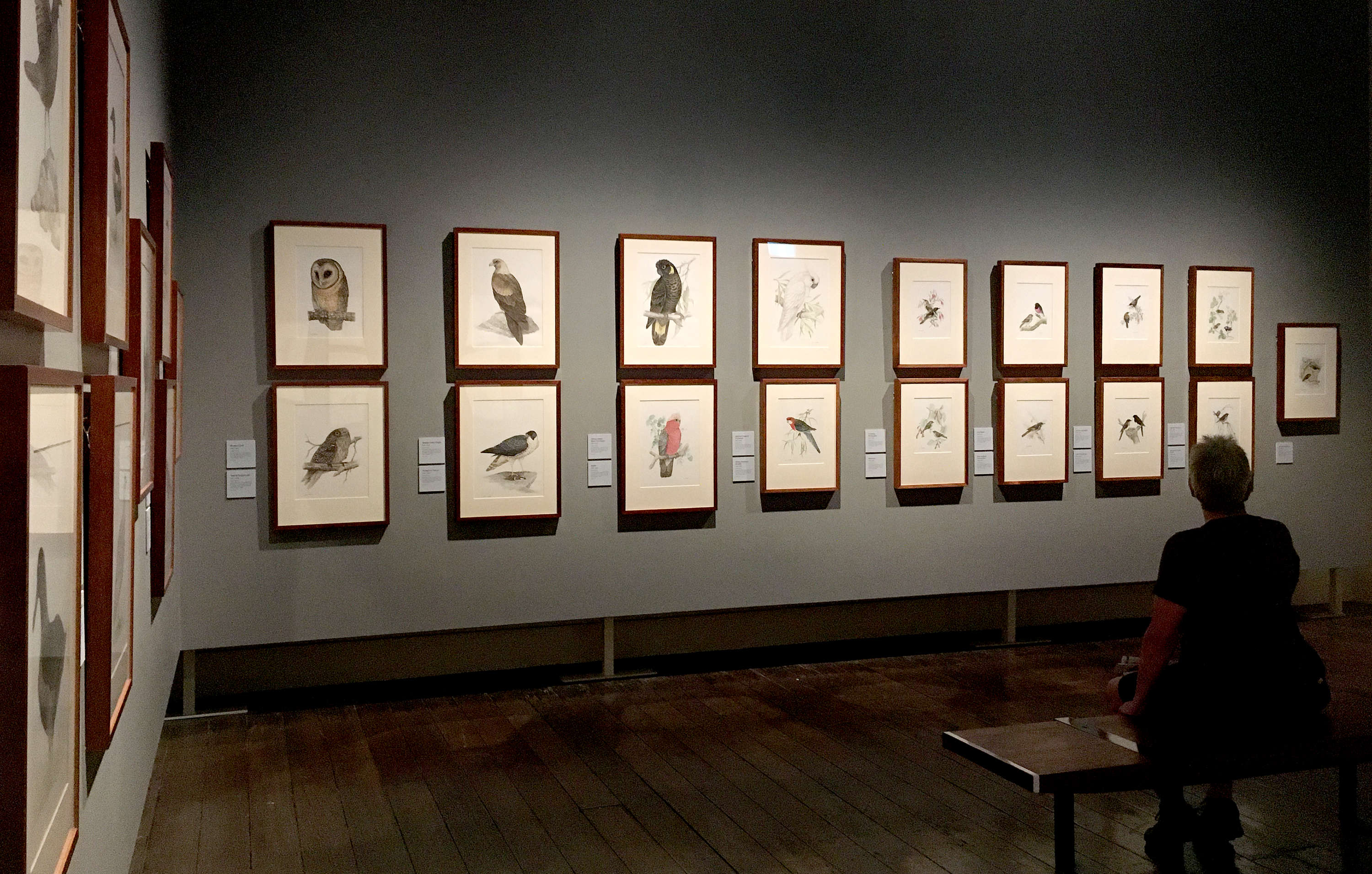 Birds of Tasmania / Susan Lester | Projects | OUTSIDE THE BOX / Earth ...