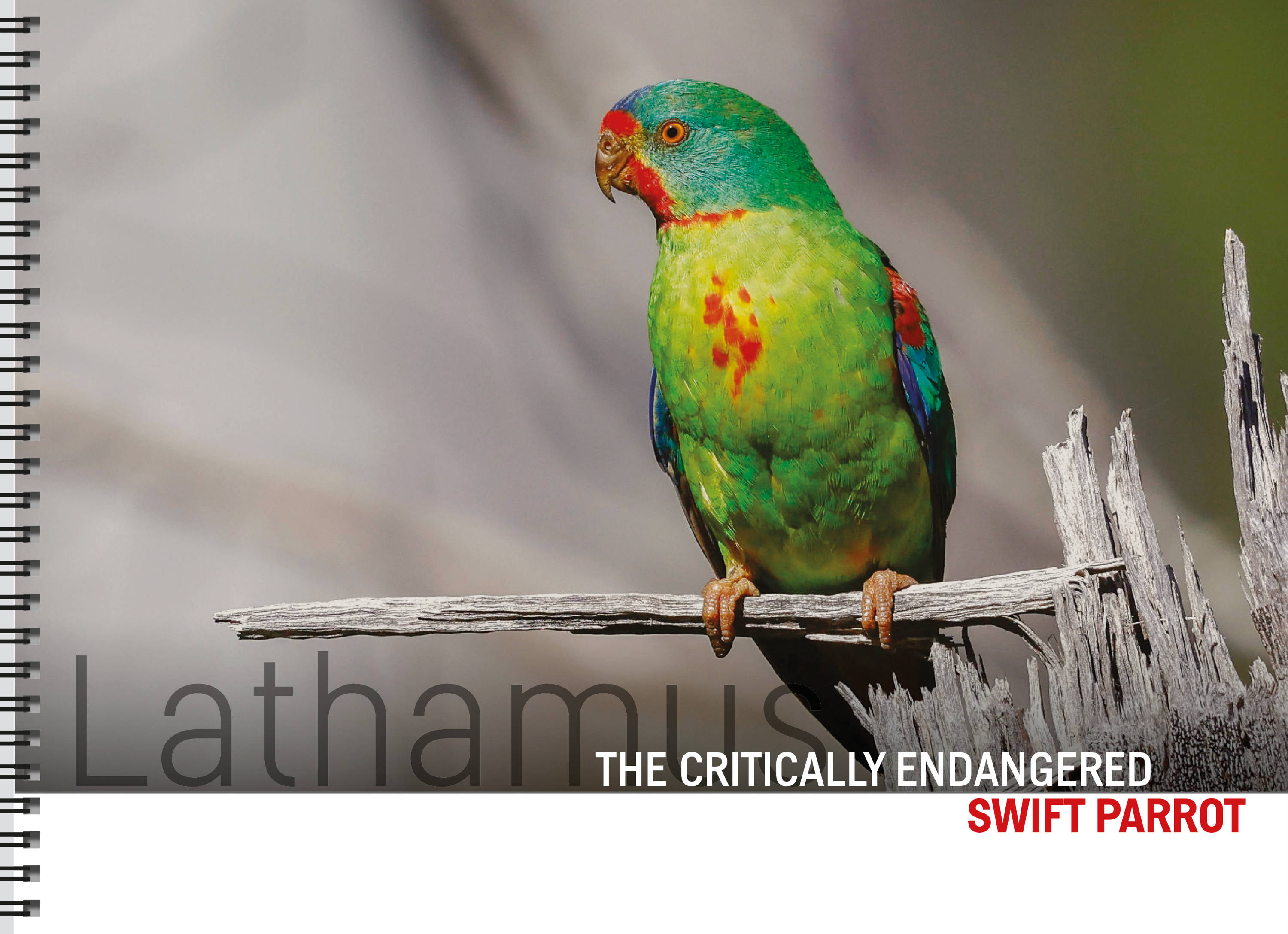 Lathamus / The Critically Endangered Swift Parrot | Projects | OUTSIDE ...